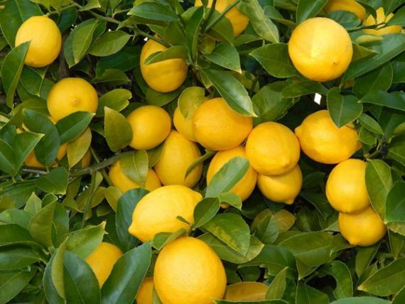 Limon Ağacı Hakkında Bilgi - Erdemli / Mersin